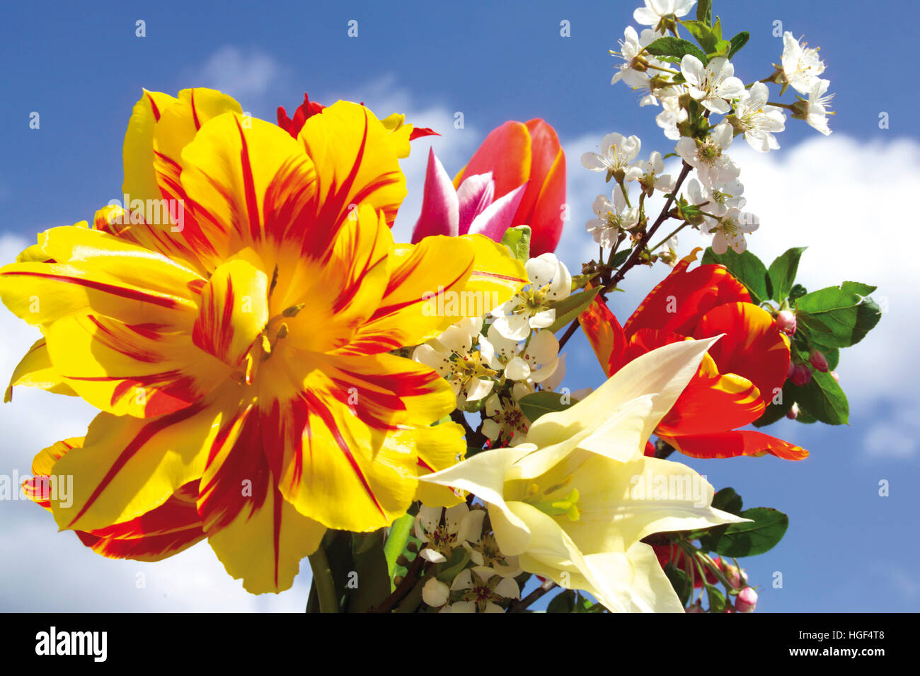 Colourful plants during spring hi-res stock photography and images - Alamy