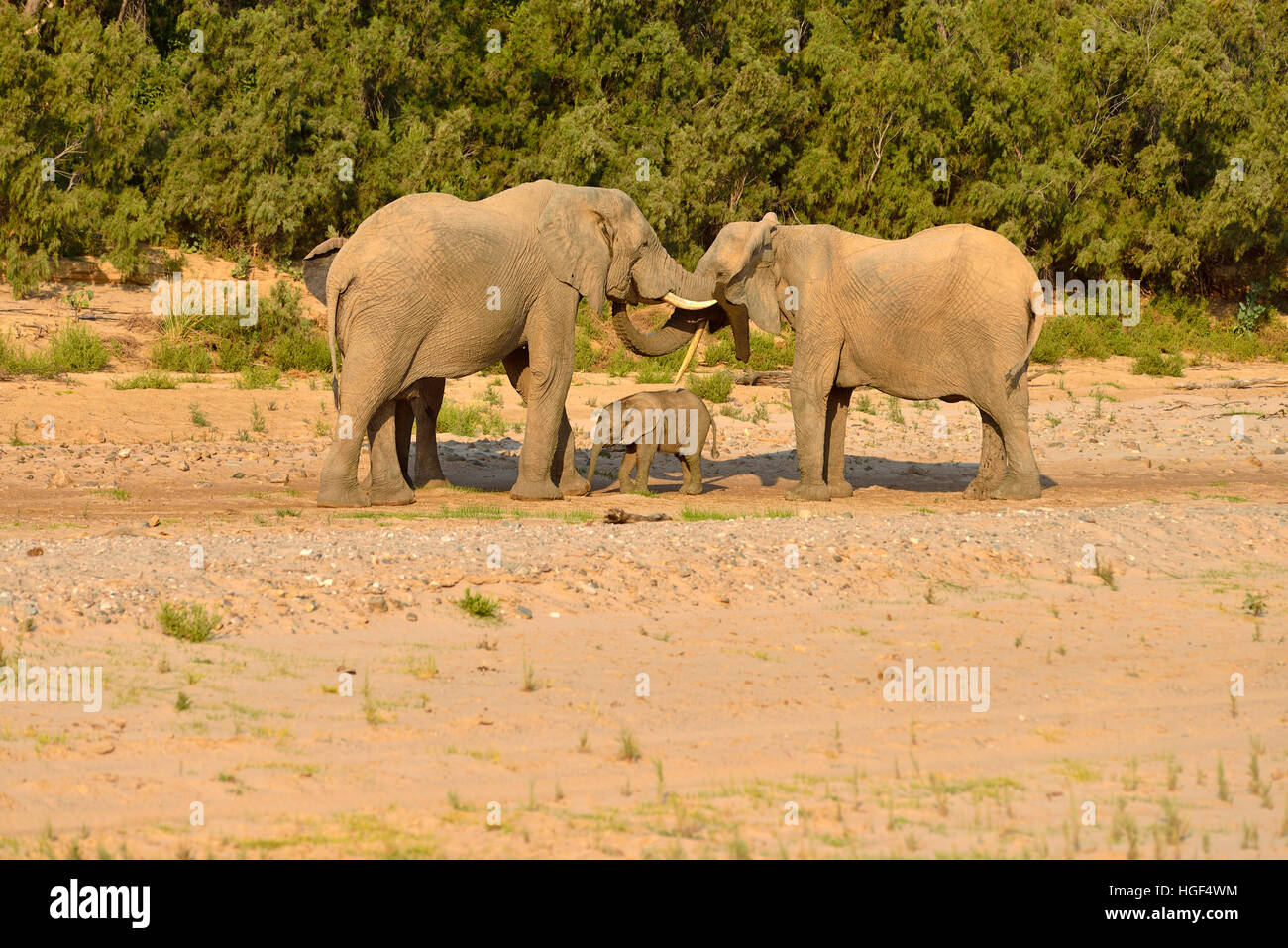 African bush elephants (Loxodonta africana), rare namibian desert ...