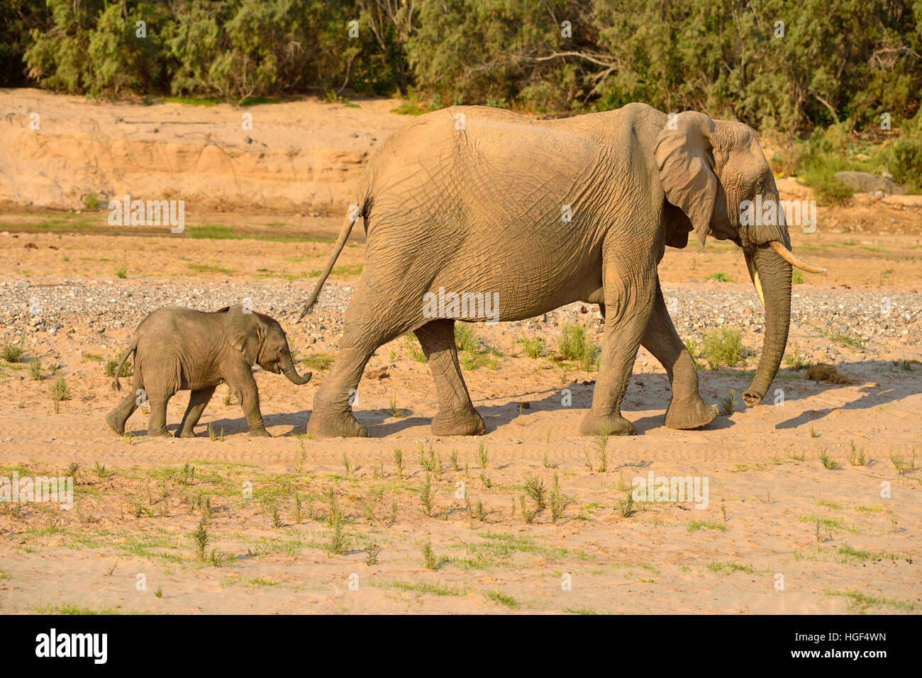 African bush elephants (Loxodonta africana), rare namibian desert ...