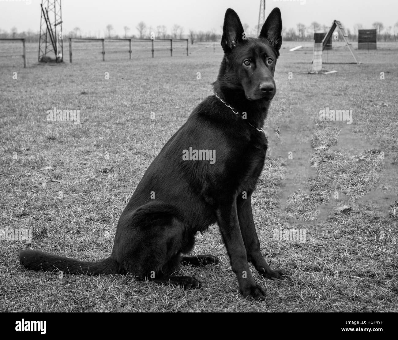 German shepherd. Shot in Denmark Stock Photo - Alamy