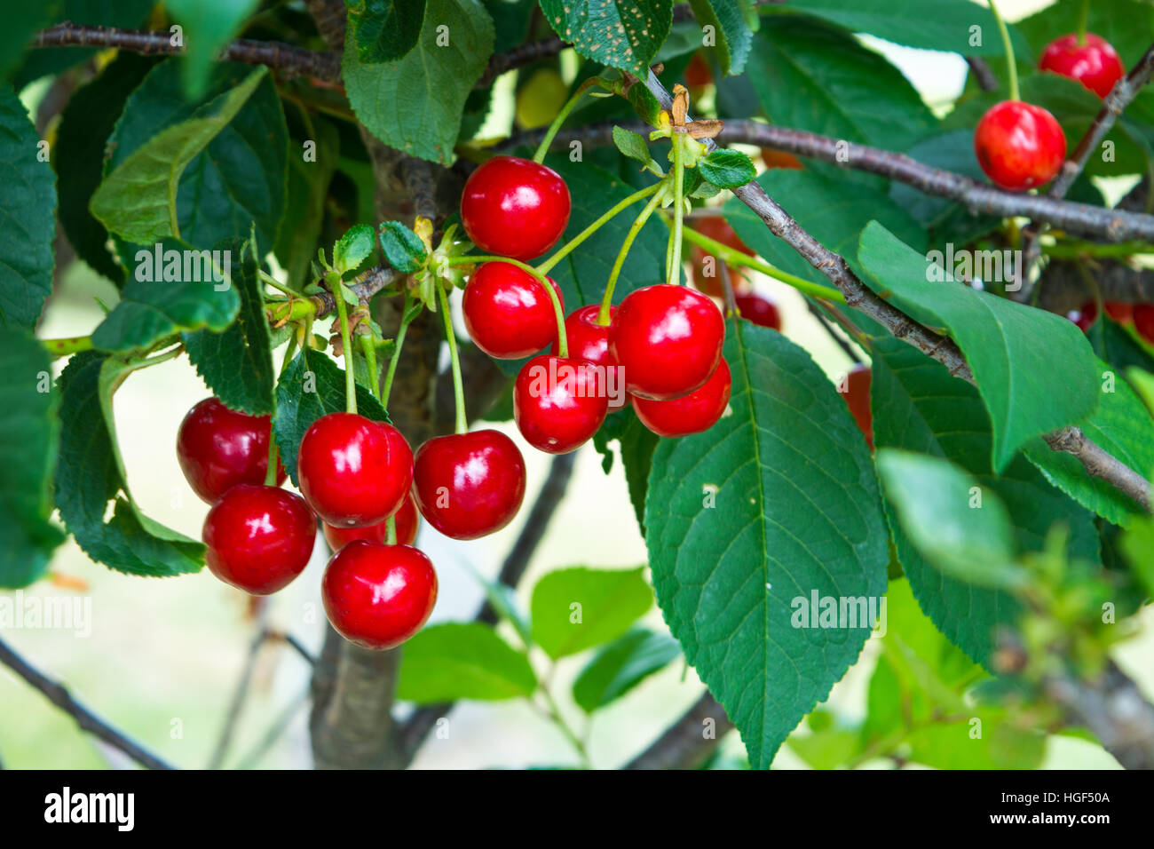 Fruit resource hi-res stock photography and images - Alamy