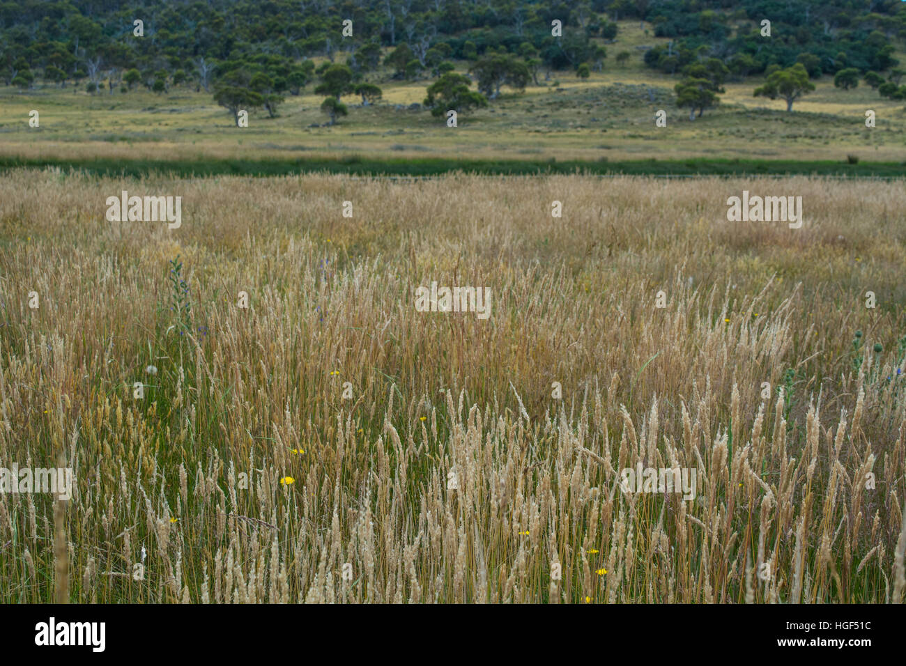 Field of grasses hi-res stock photography and images - Alamy