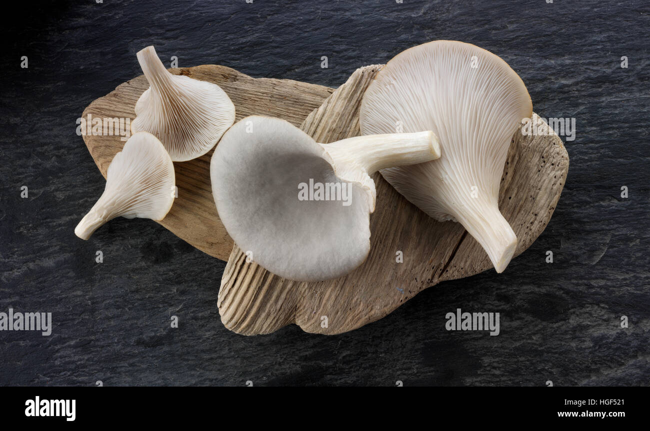 Fresh edible grey oyster mushrooms (Pleurotus Stock Photo - Alamy