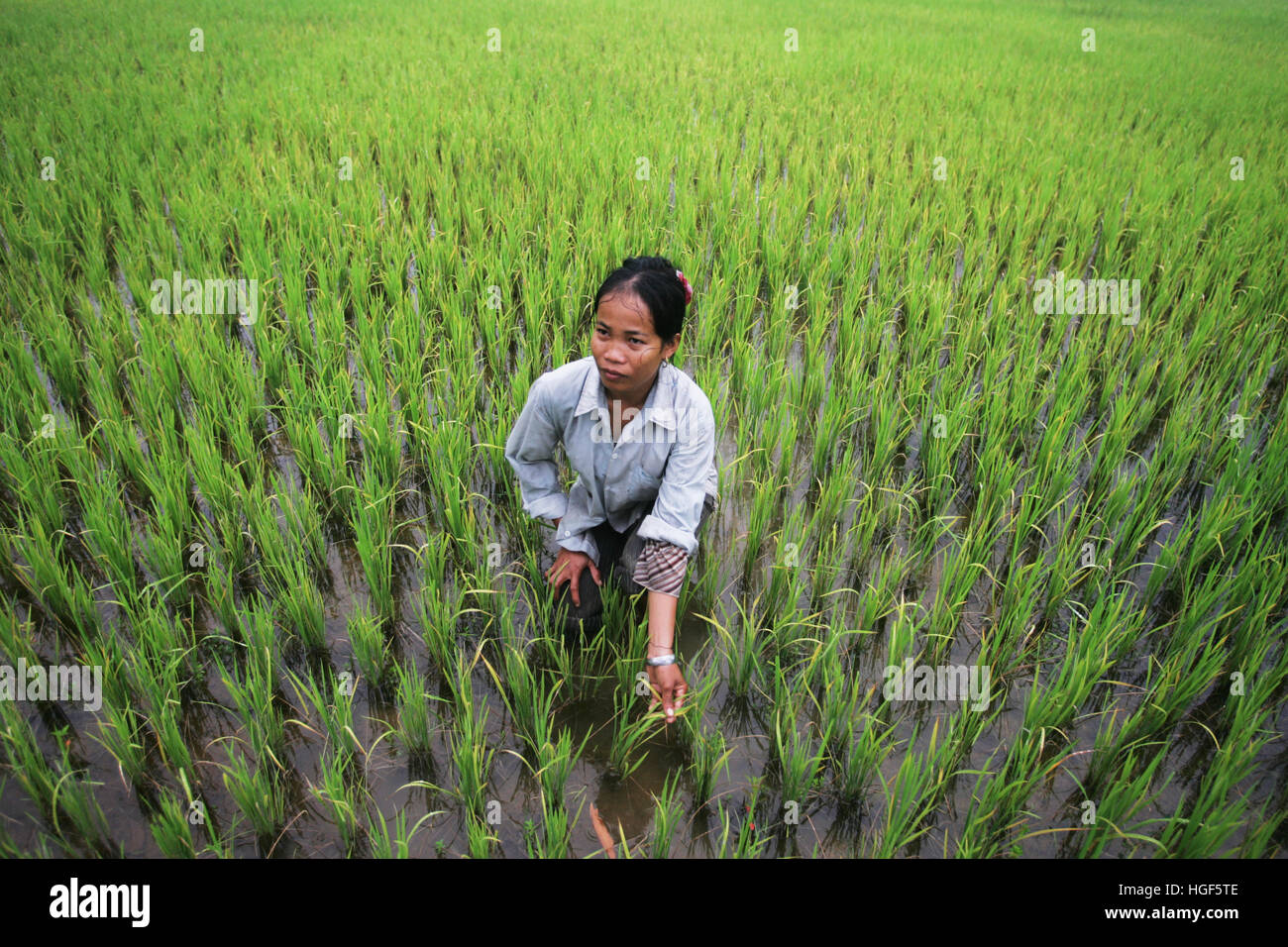 Orange rice paddies hi-res stock photography and images - Alamy
