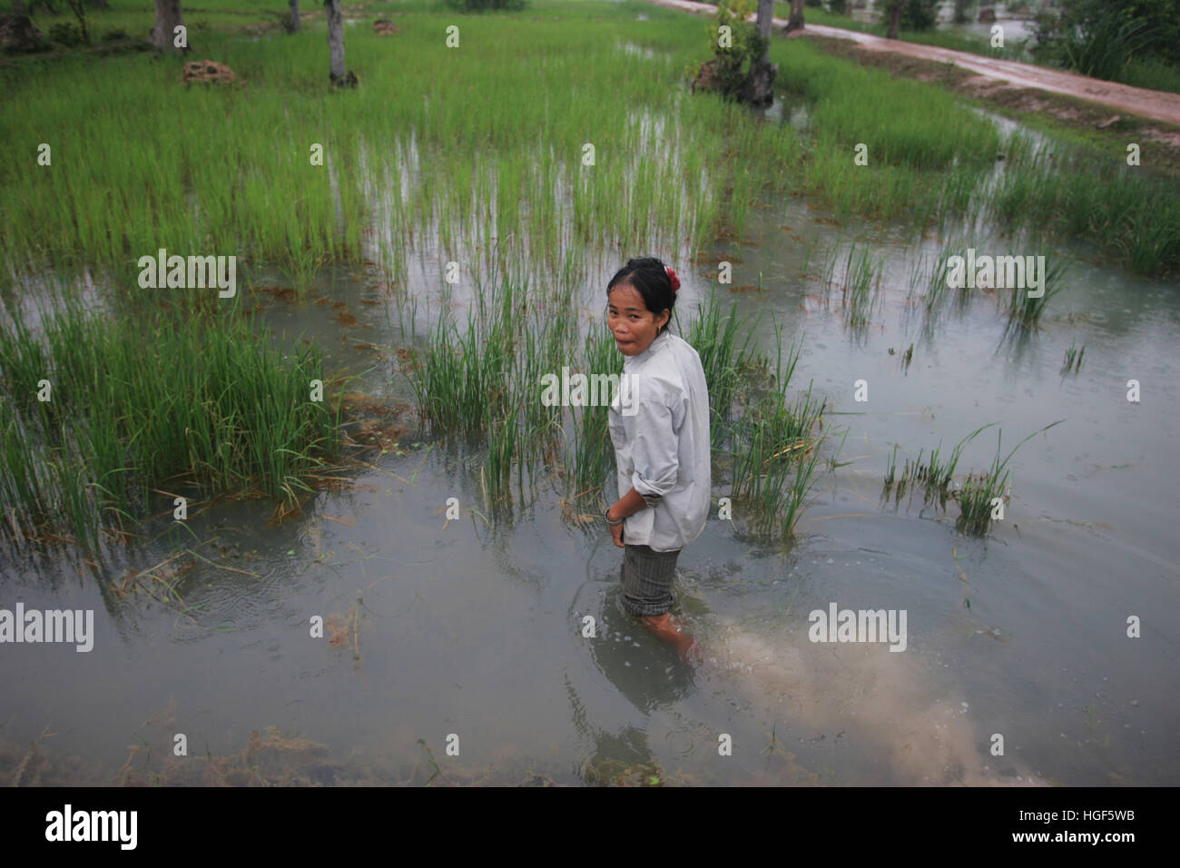 Crops Drought Rice High Resolution Stock Photography and Images - Alamy