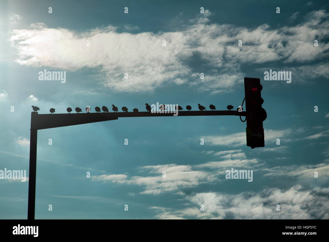 Traffic light pigeons hi-res stock photography and images - Alamy Traffic light pigeons hi-res stock photography and images - Alamy