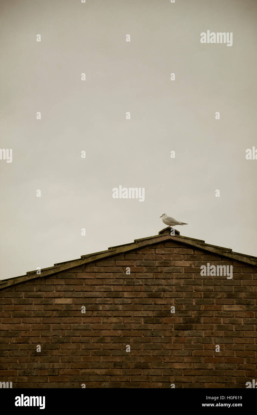 Bird on Brick Rooftop Stock Photo - Alamy