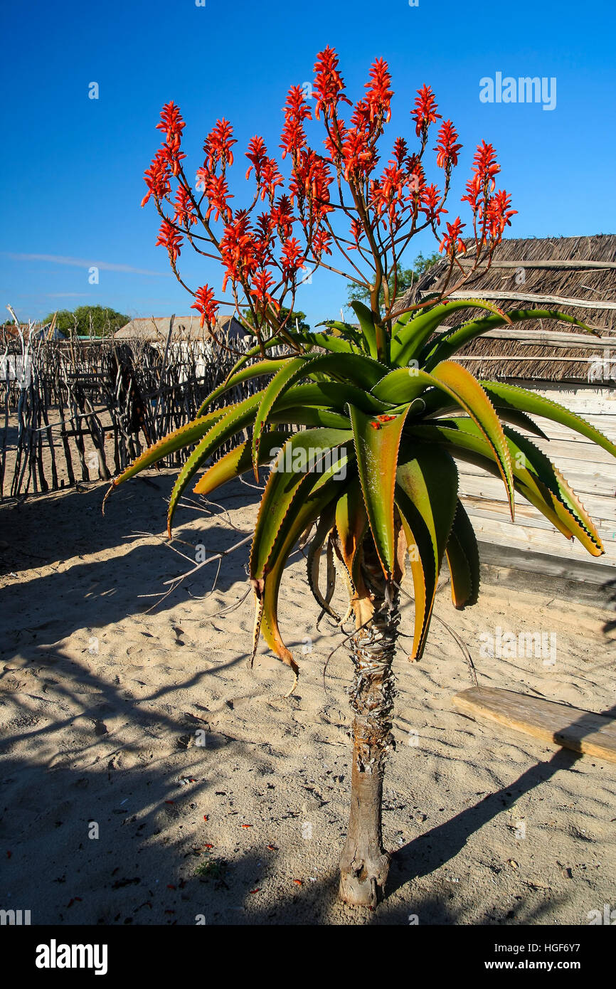 Red flowers of aloe vera plant in Madagascar Stock Photo - Alamy