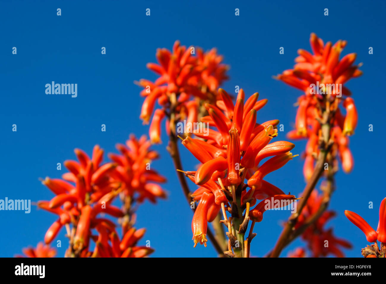 Red flowers of aloe vera plant in Madagascar Stock Photo - Alamy