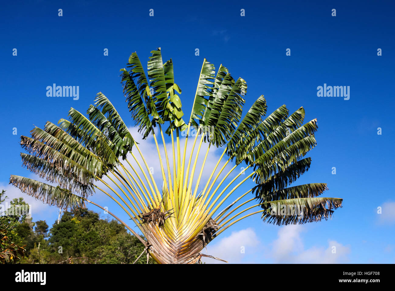 Ravenala palm called also travelers tree, the symbol of Madagascar ...