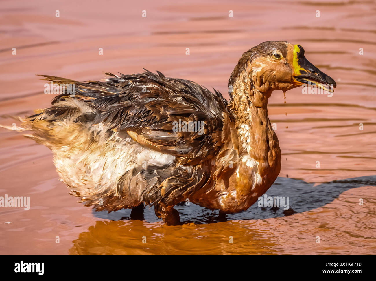 Muddy duck hi-res stock photography and images - Alamy