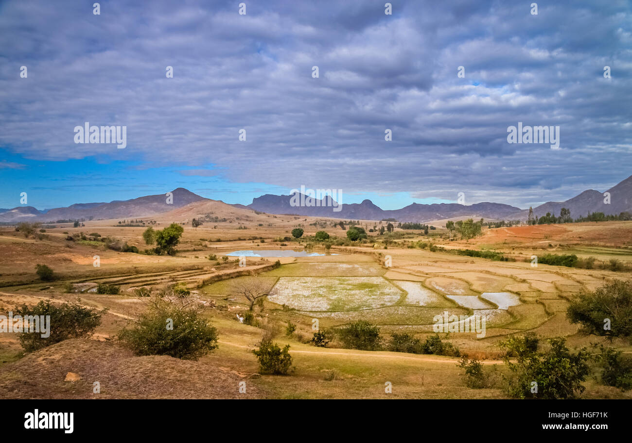 Ricefields as a part of stunning rural landscape of Madagascar central ...