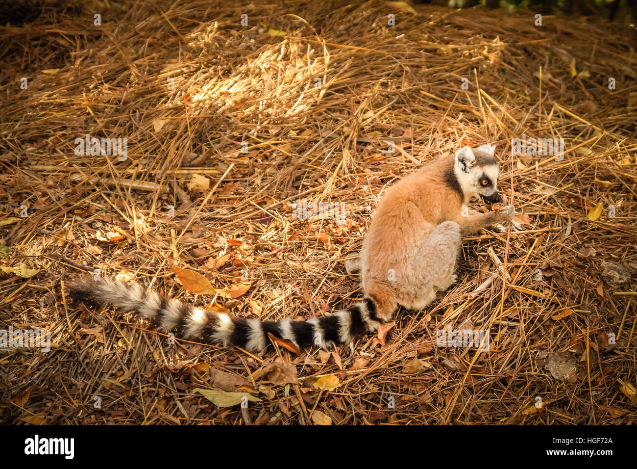 Small ring tailed lemur eating orange skin in National Reserve ...