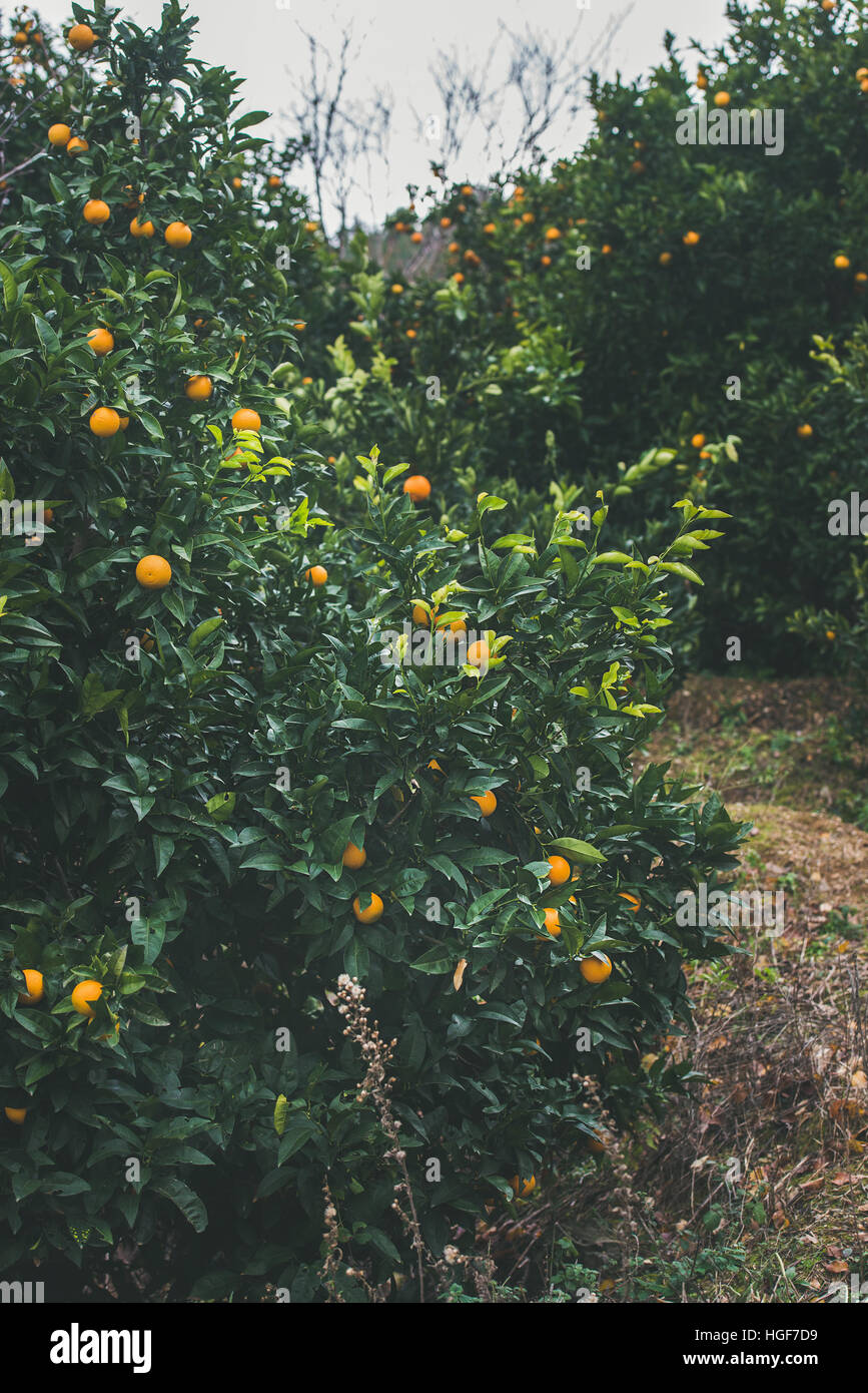 Orange trees with wild ripe oranges in mountain garden, Alanya Stock ...