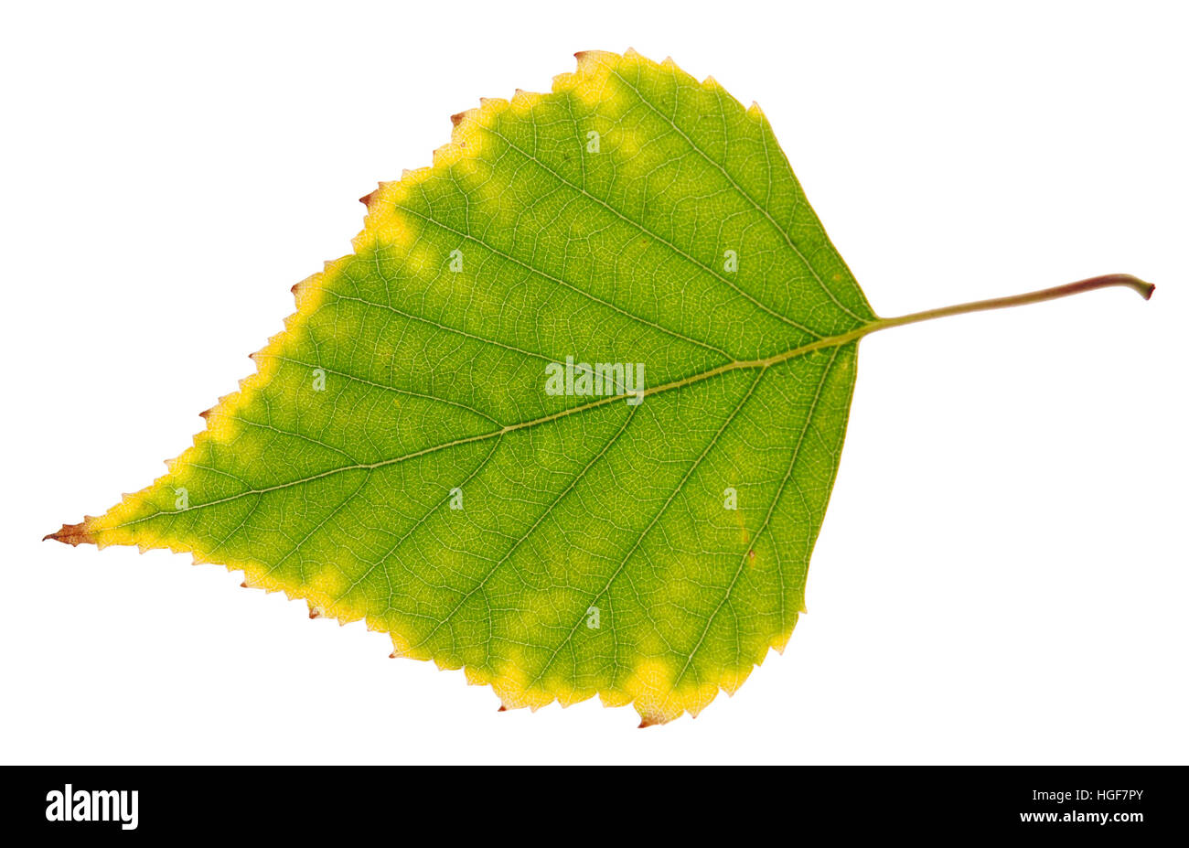 Single green yellow birch Cut Out Stock Images & Pictures - Alamy