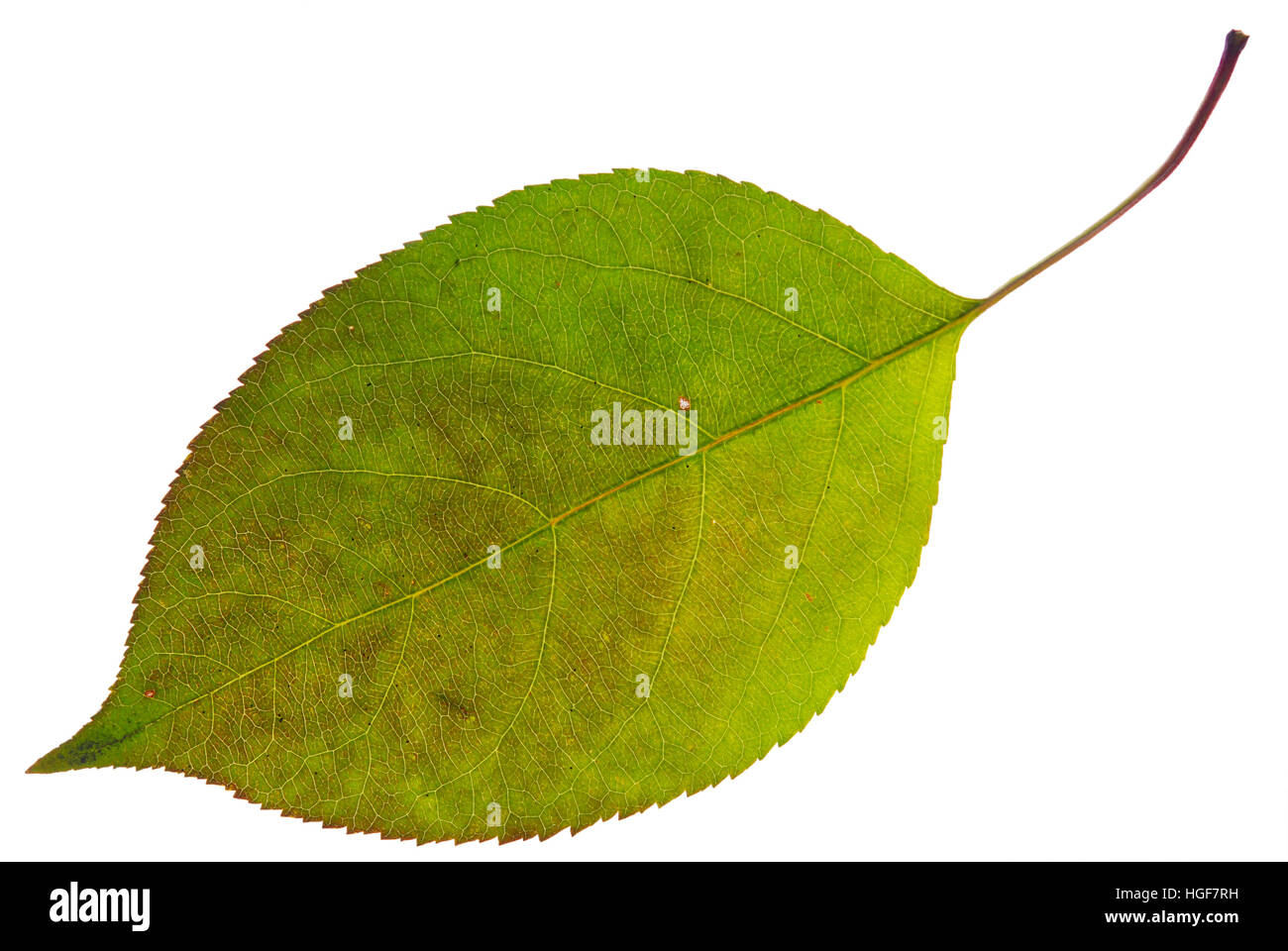 green autumn leaf isolated on a white Stock Photo - Alamy