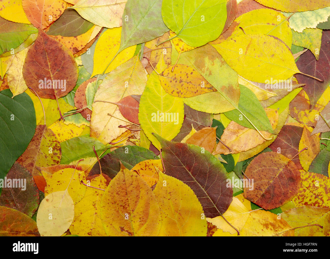 background from multi-coloured fallen down leaves in autumn forest ...