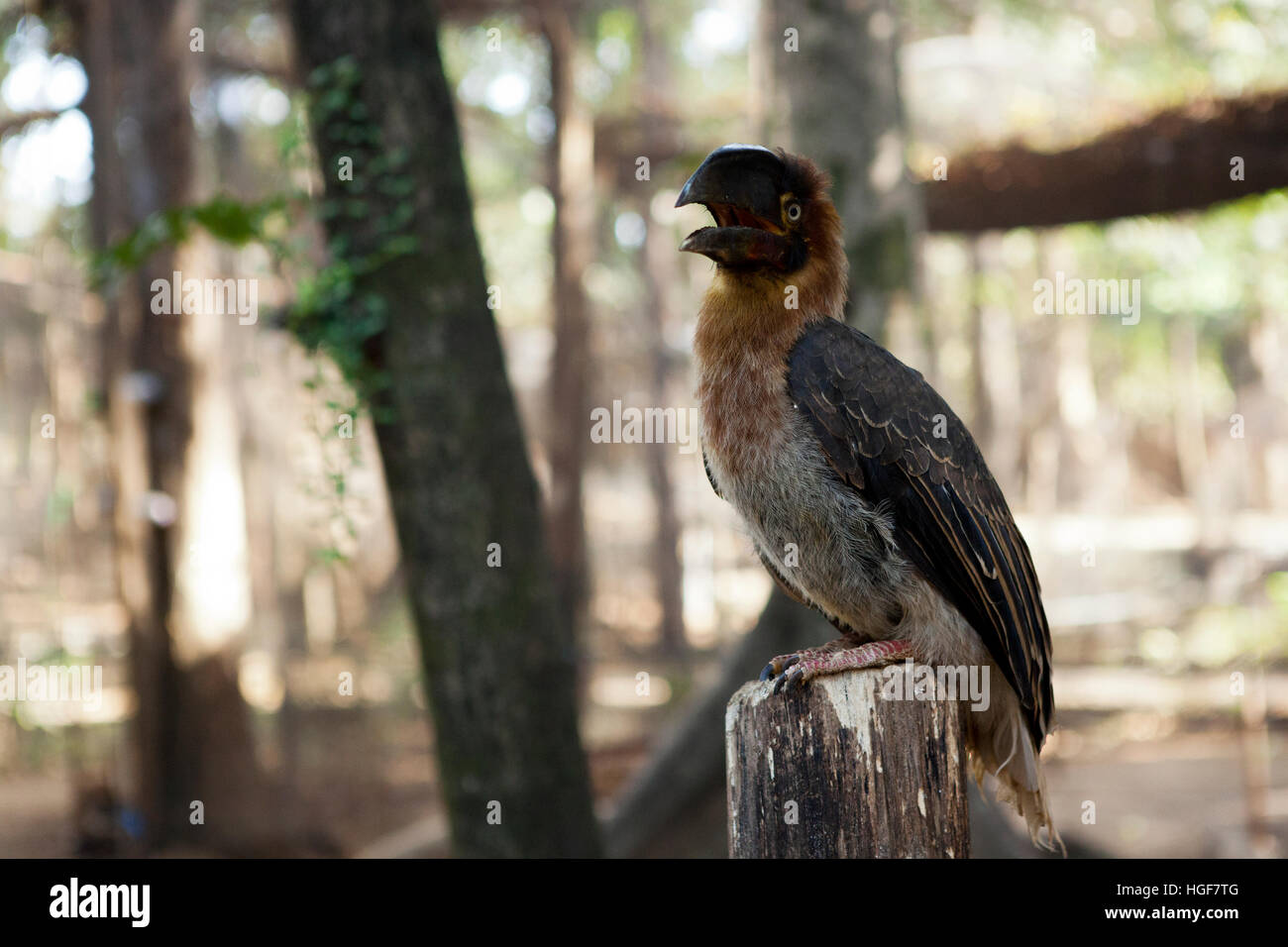 bird at the zoo Stock Photo - Alamy