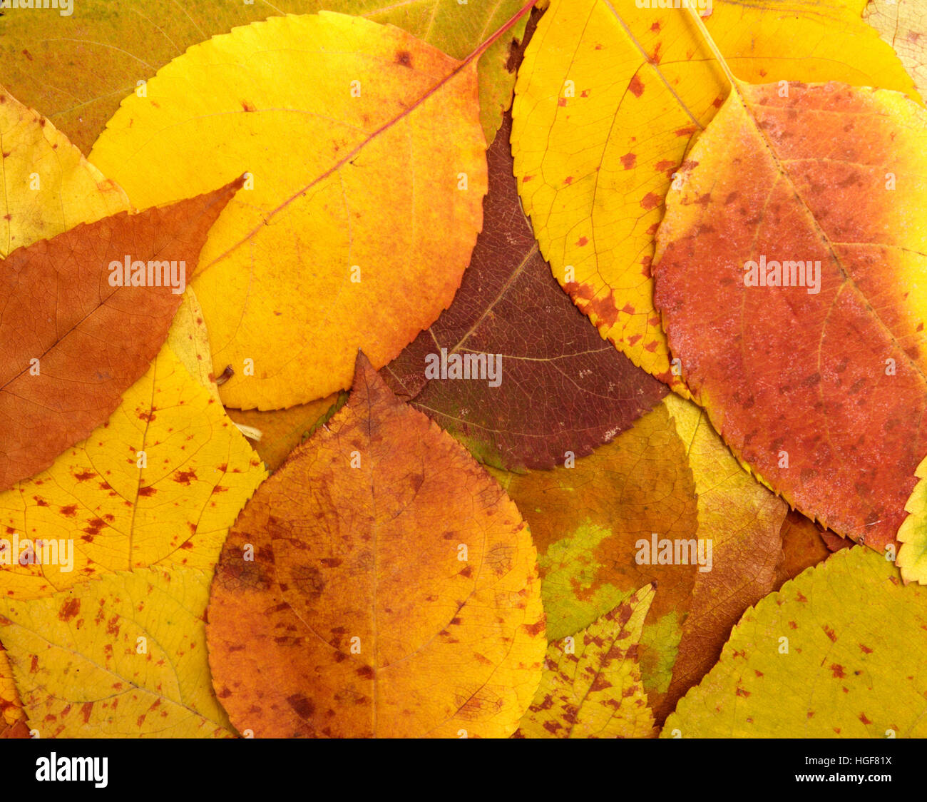background from multi-coloured fallen down leaves Stock Photo - Alamy