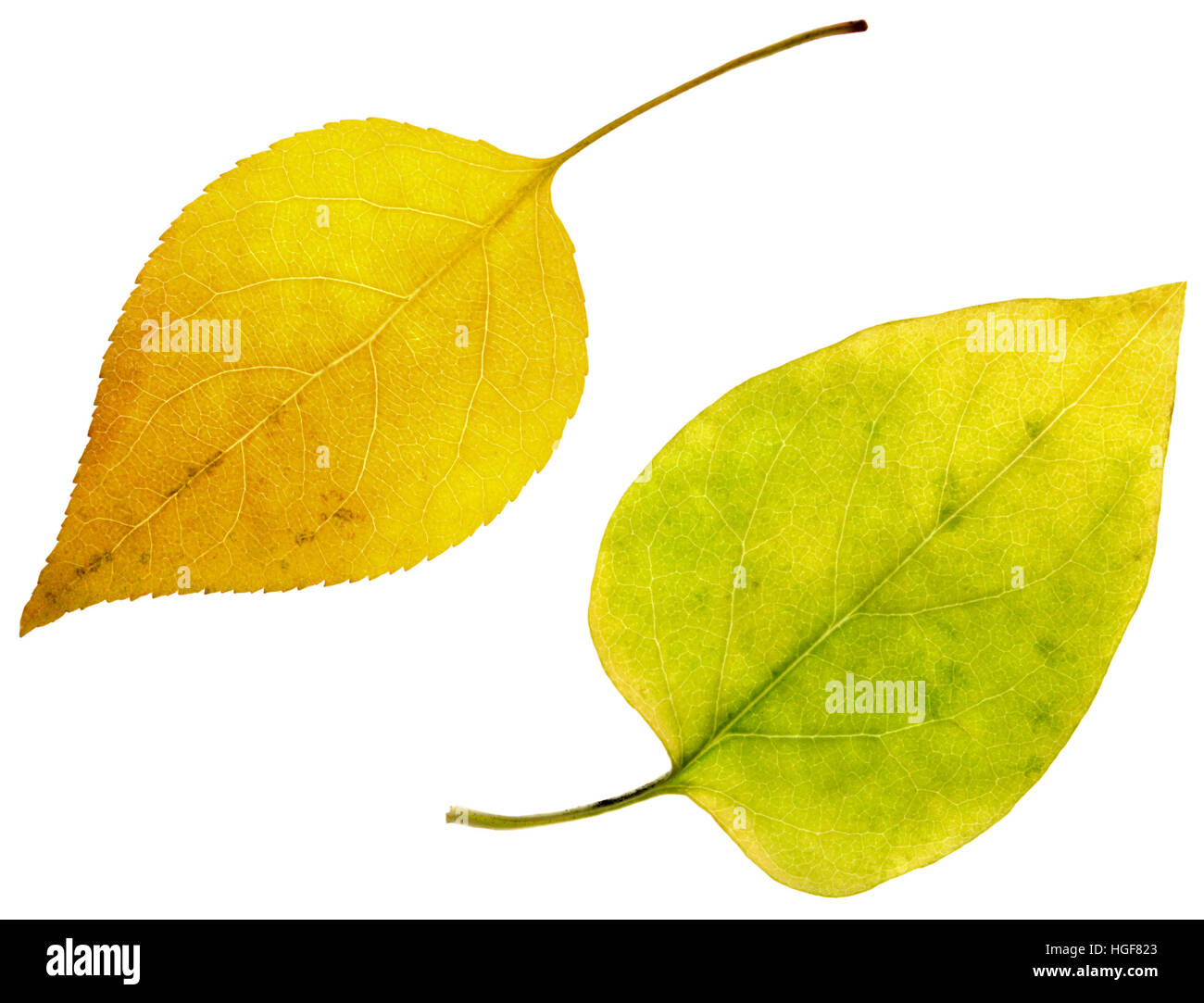 two leaves isolated on a white Stock Photo - Alamy