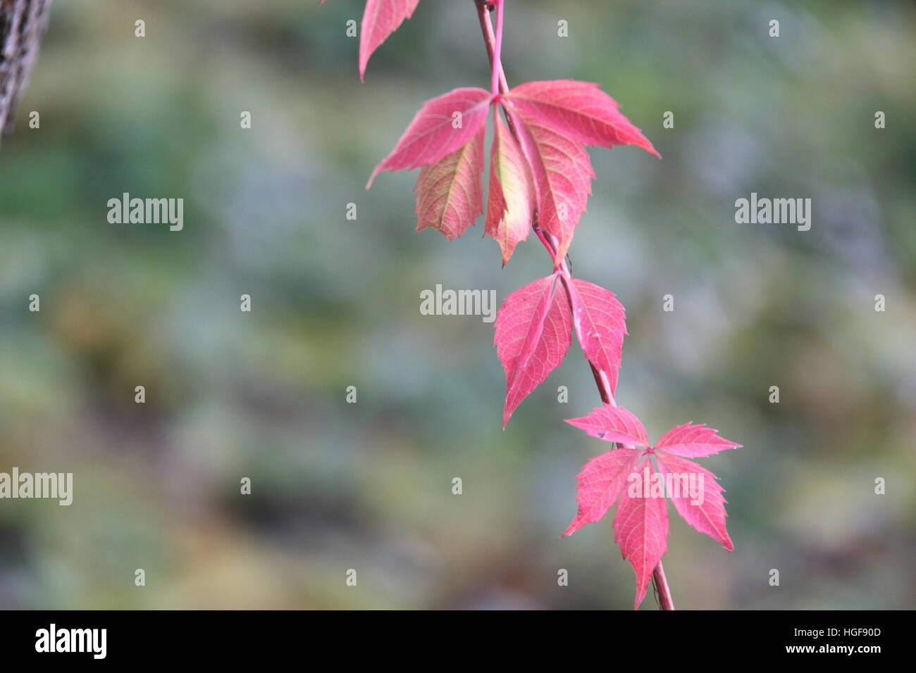 Nature background with leaves Stock Photo - Alamy