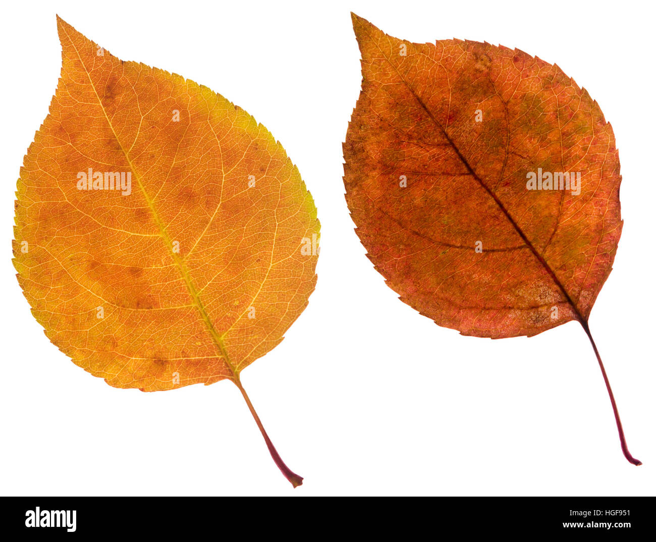 two autumn leaves isolated on a white Stock Photo - Alamy