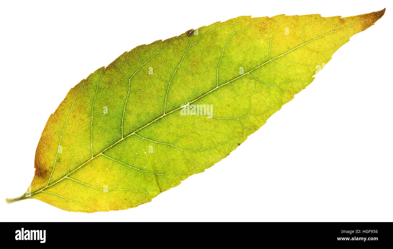Autumn damaged green leaf hi-res stock photography and images - Alamy