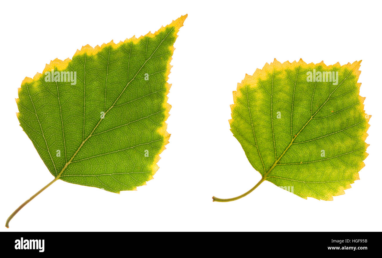 Birch leaf isolated hi-res stock photography and images - Alamy
