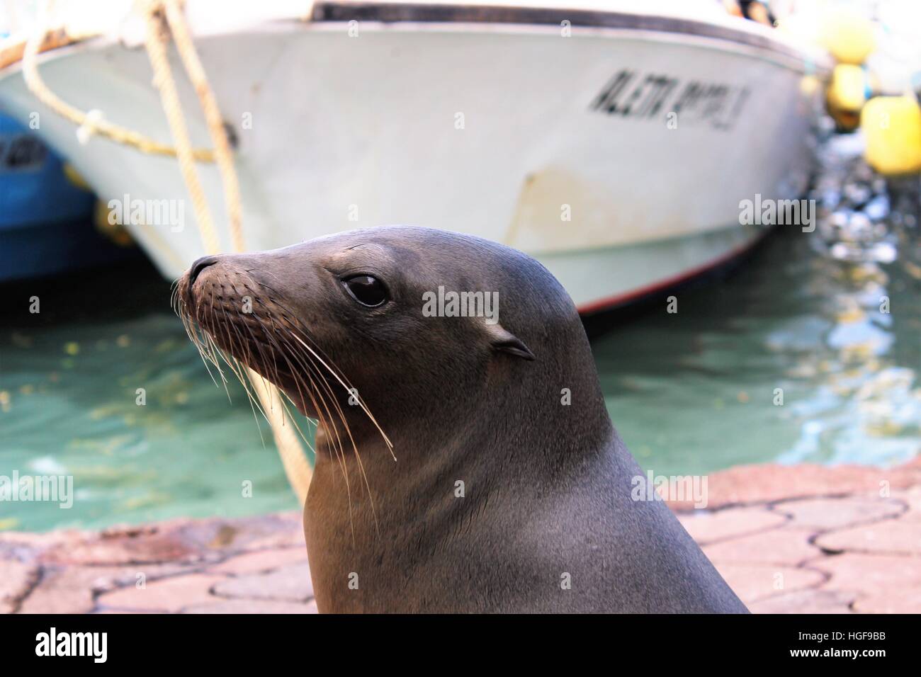Seal portrait hi-res stock photography and images - Alamy