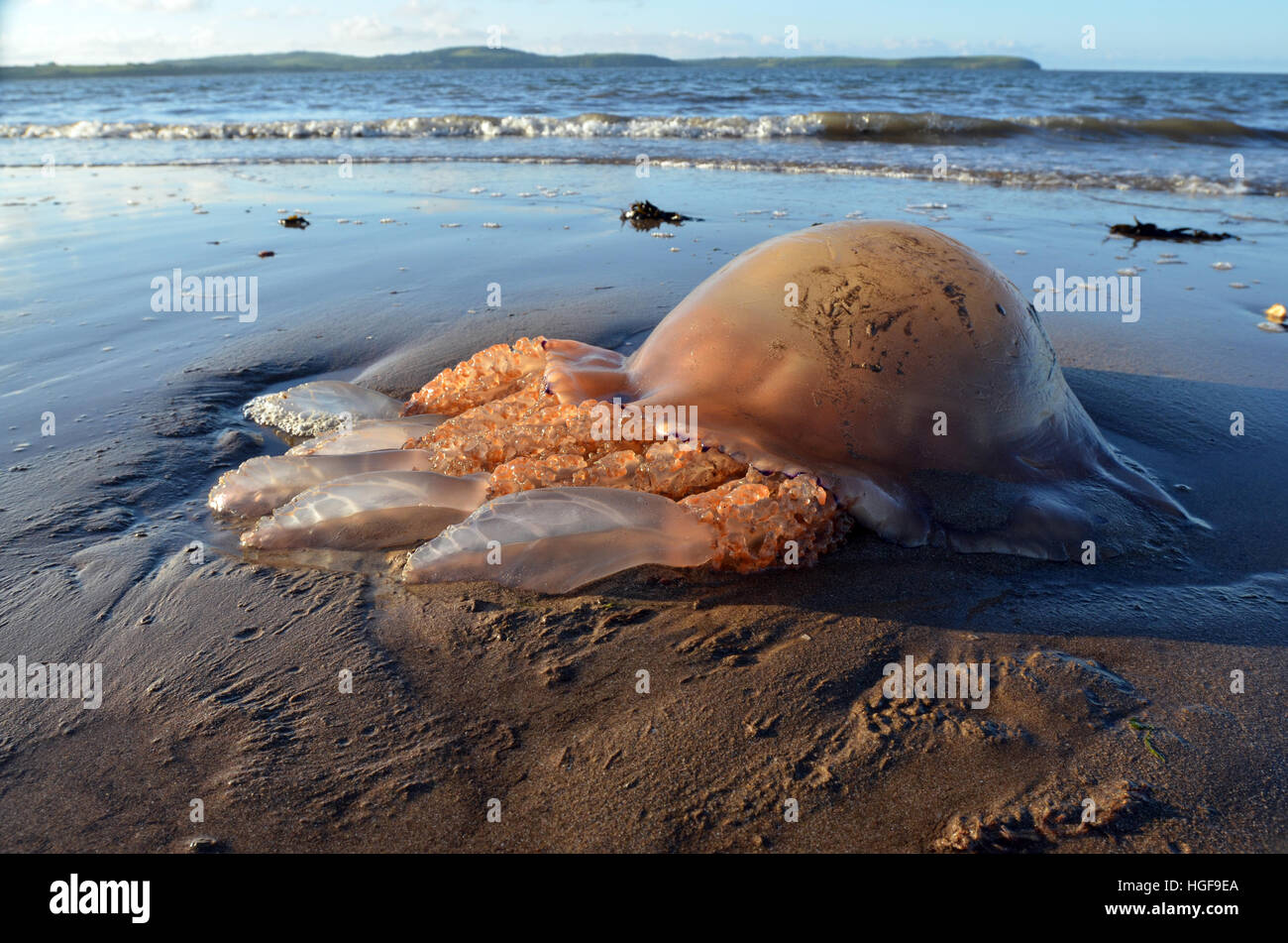 Stranded beach hi-res stock photography and images - Alamy