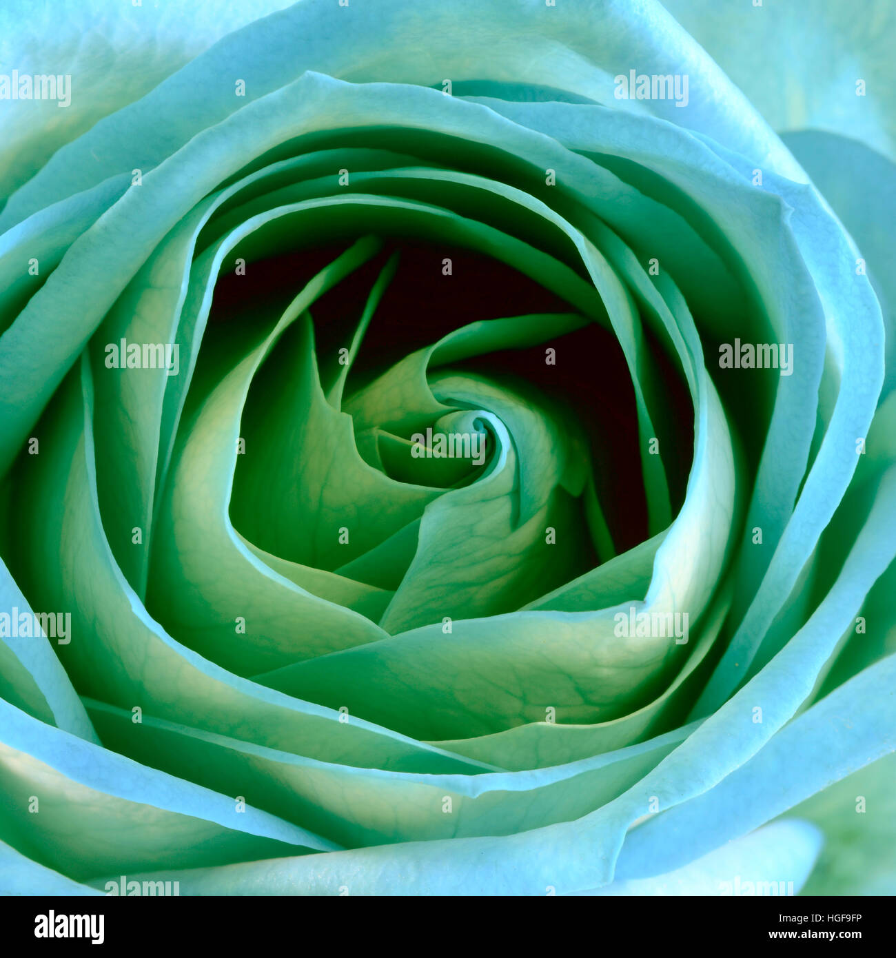 Details and Close up of blue rose petals Stock Photo - Alamy