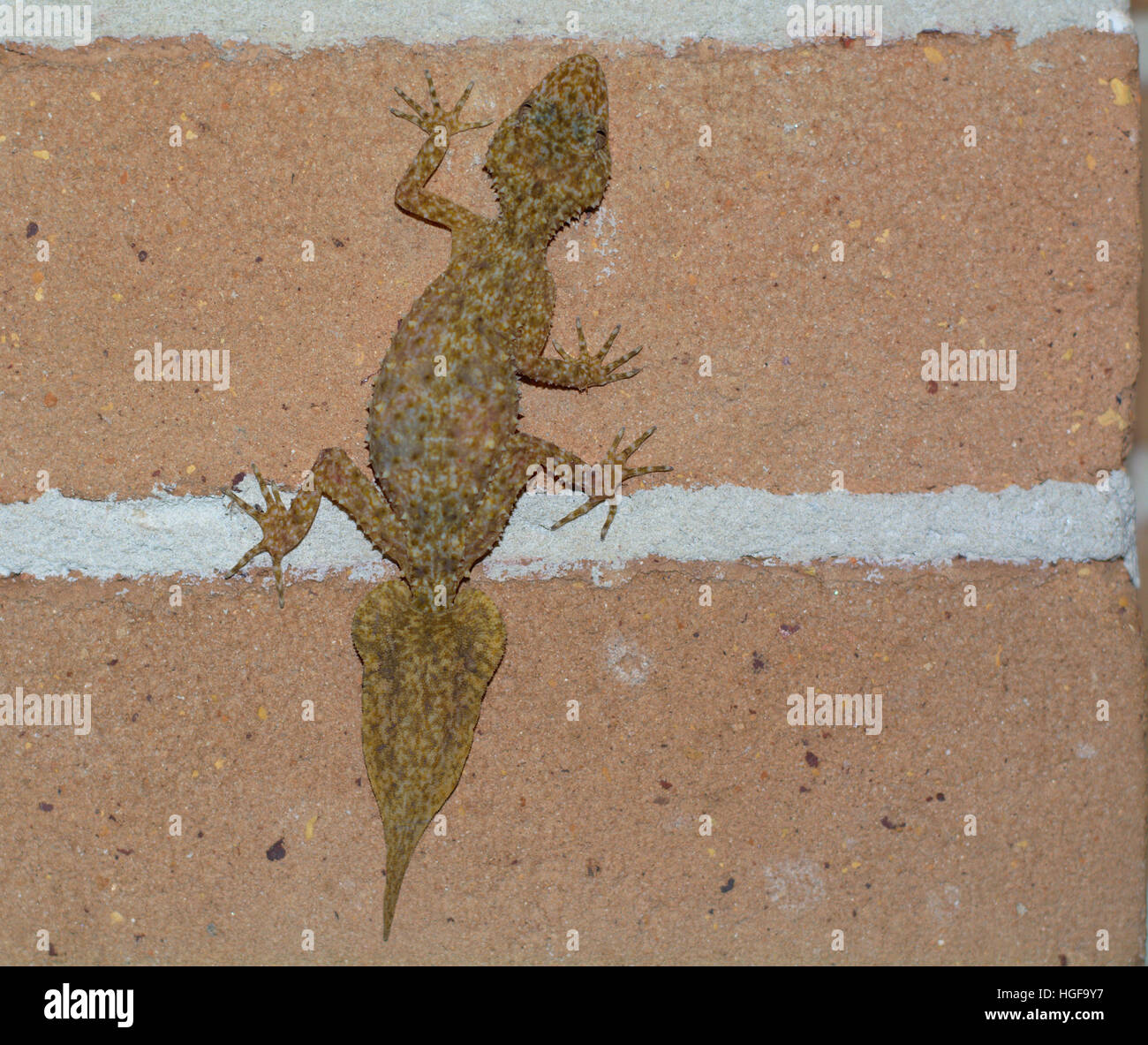 Broad tailed gecko hi-res stock photography and images - Alamy