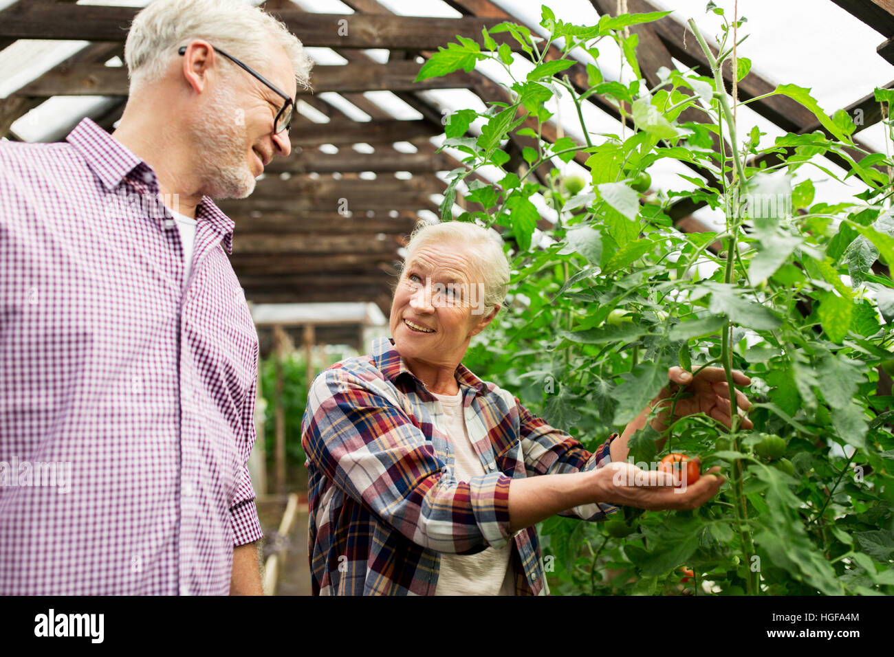 happy senior couple at farm greenhouse Stock Photo - Alamy
