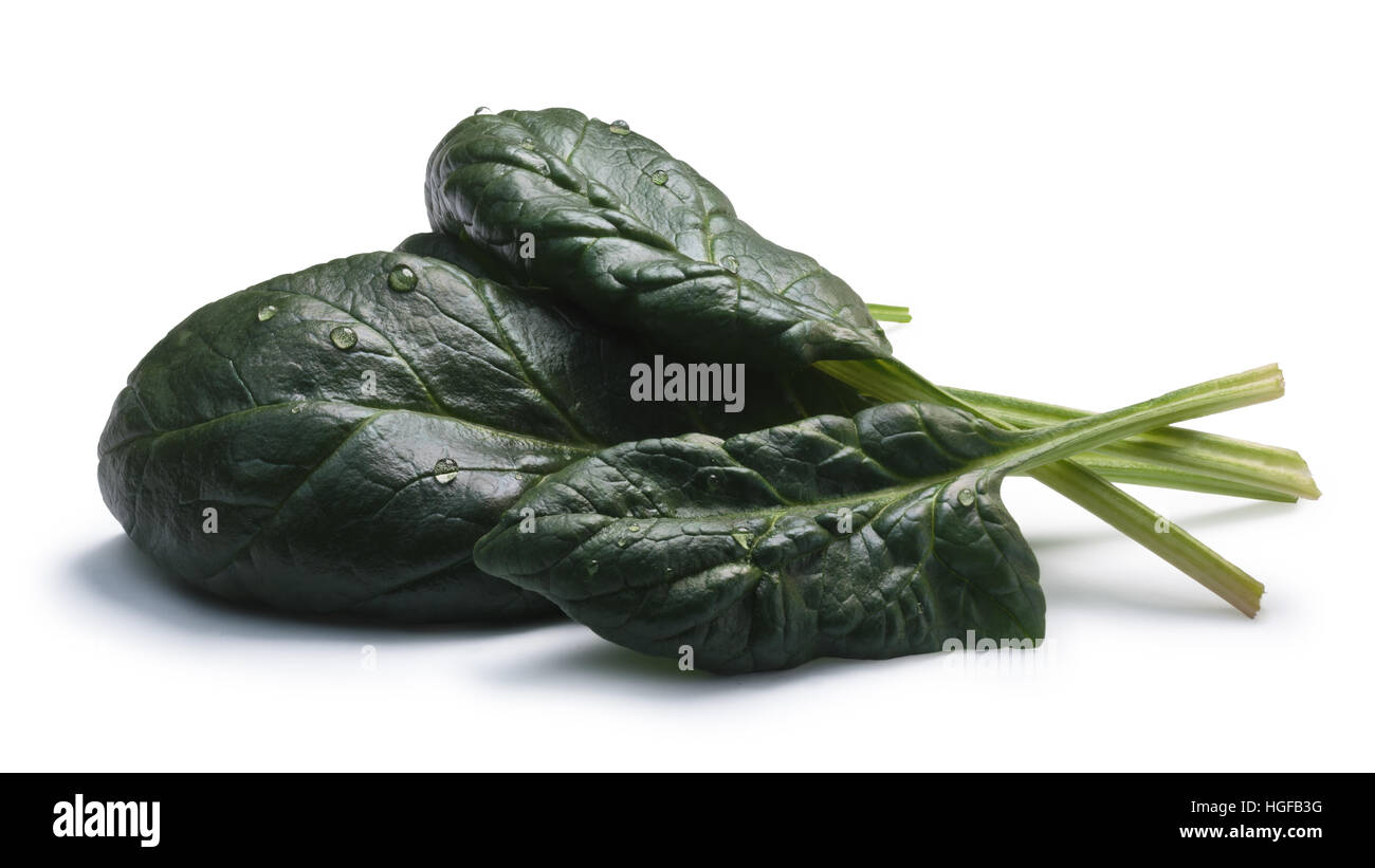 Spinach spinacia oleracea hi-res stock photography and images - Alamy