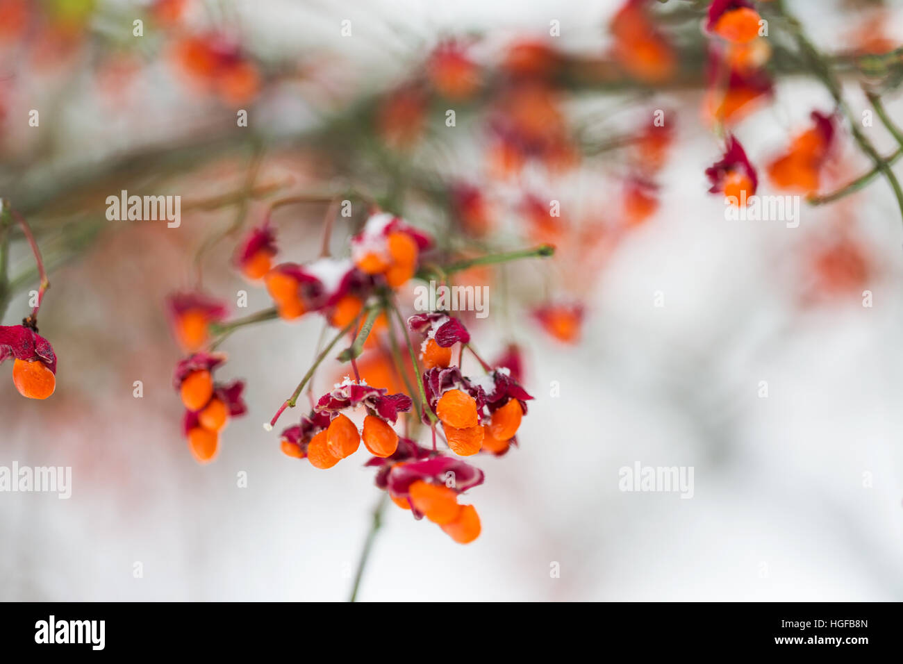Himalayan Spindle High Resolution Stock Photography and Images - Alamy