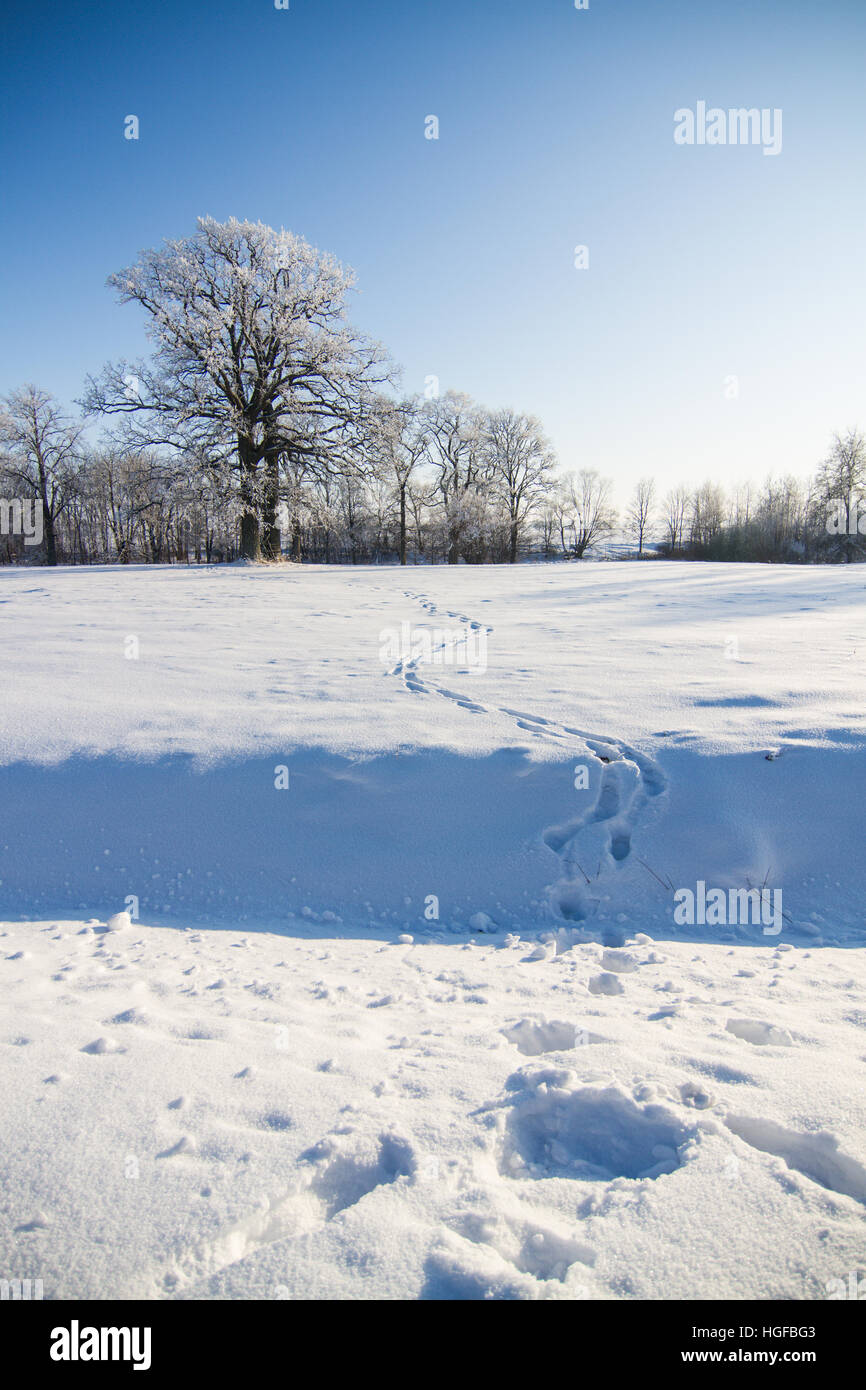 A beautiful winter landscape in nordic Europe Stock Photo - Alamy