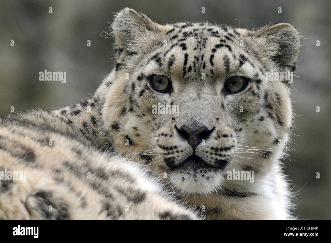 Snow Leopard Stock Photos & Snow Leopard Stock Images - Alamy