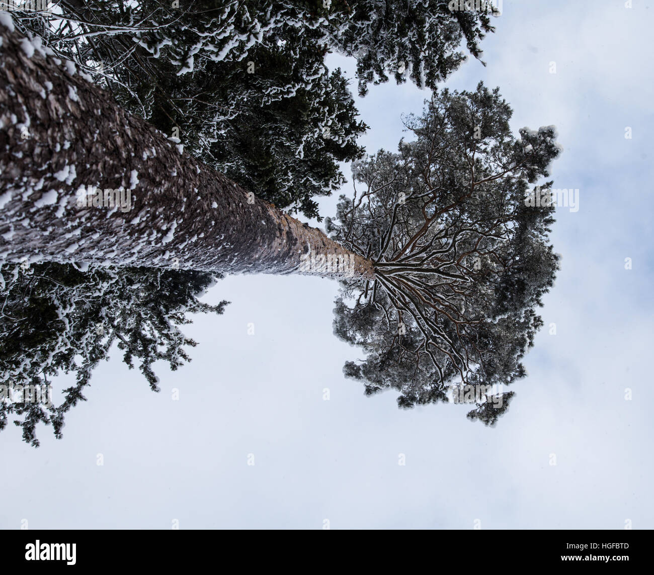 A beautiful winter landscape in nordic Europe Stock Photo - Alamy
