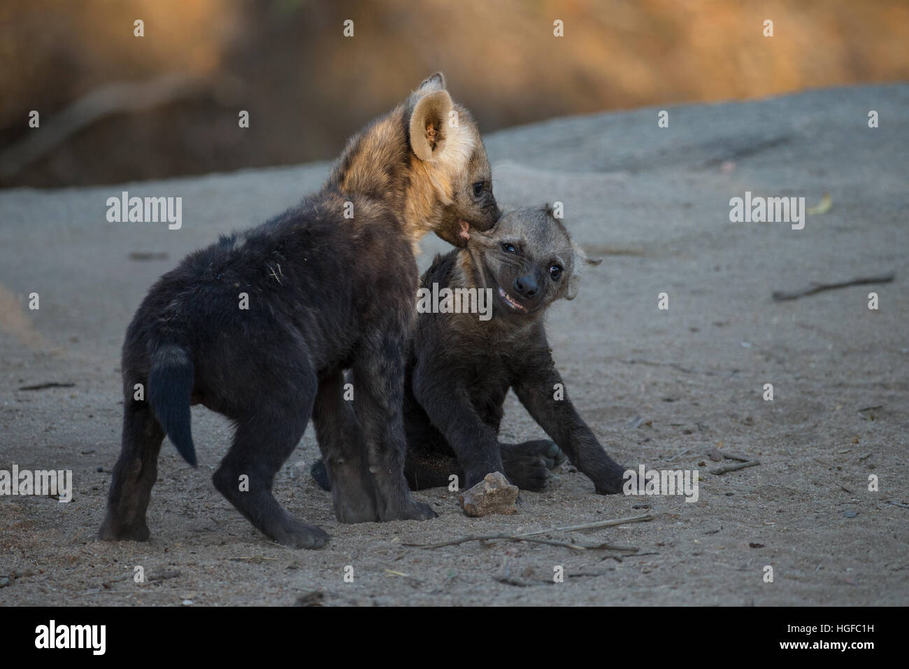 Hyena pups playing Stock Photo - Alamy