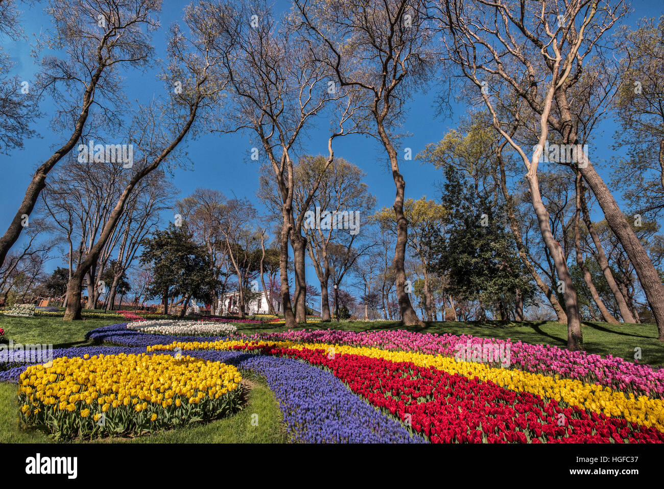 Tulips in Emirgan Park Istanbul Turkey Stock Photo - Alamy