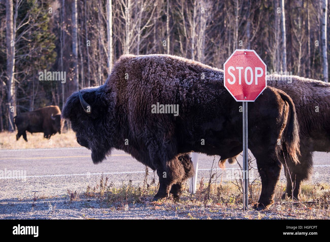 wood bison, Alaska highway, bc, Canada Stock Photo - Alamy