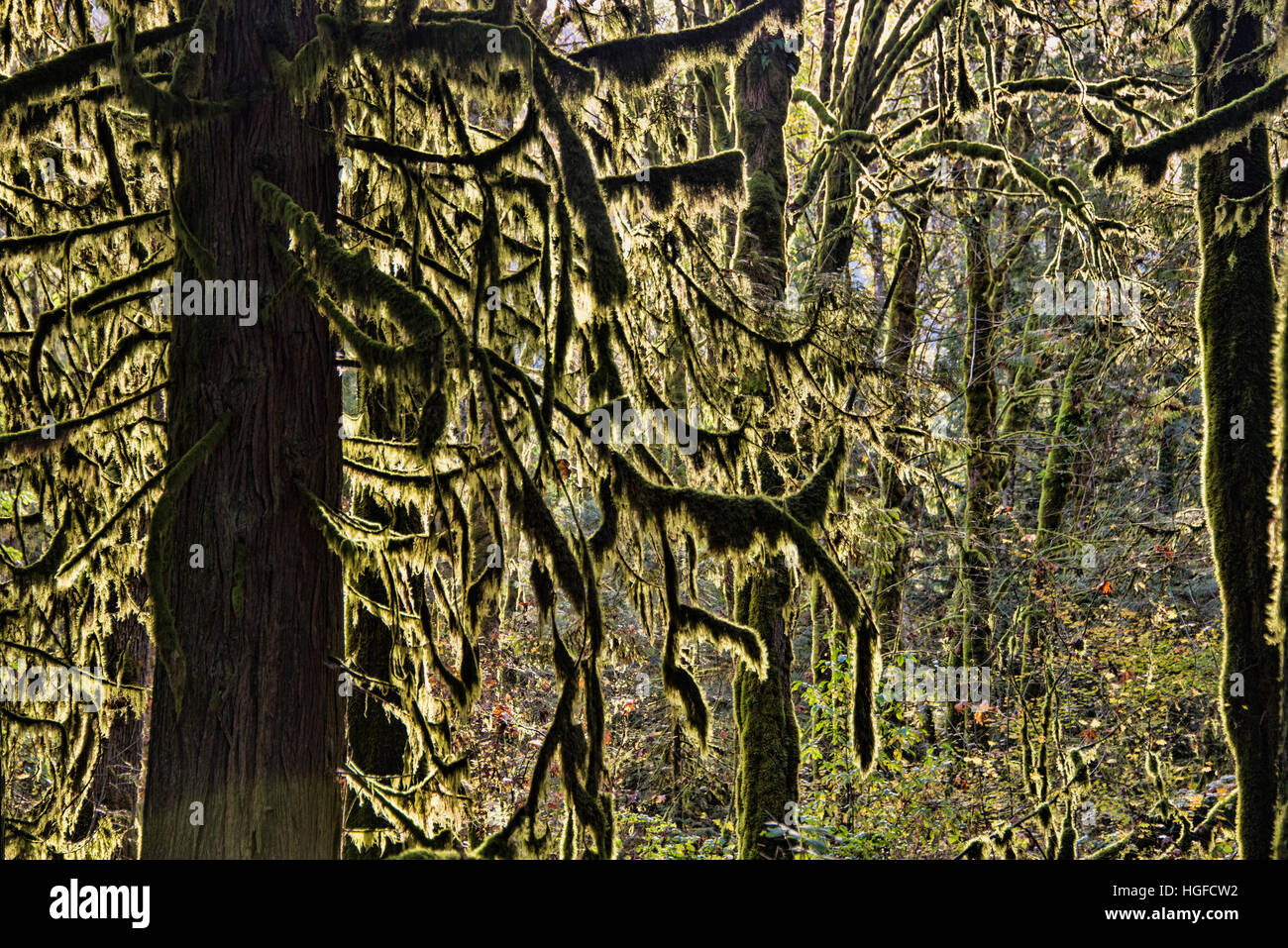 Canada rainforest hi-res stock photography and images - Alamy