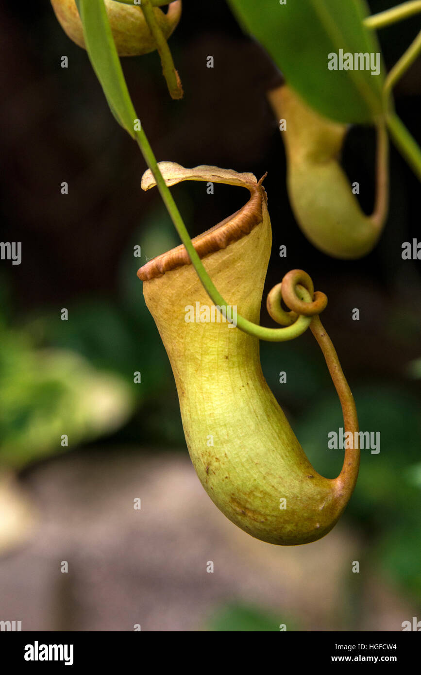 pitcher plant, nepenthes genus Stock Photo - Alamy