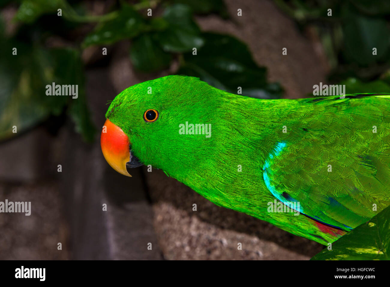 Eclectus parrot hi-res stock photography and images - Alamy