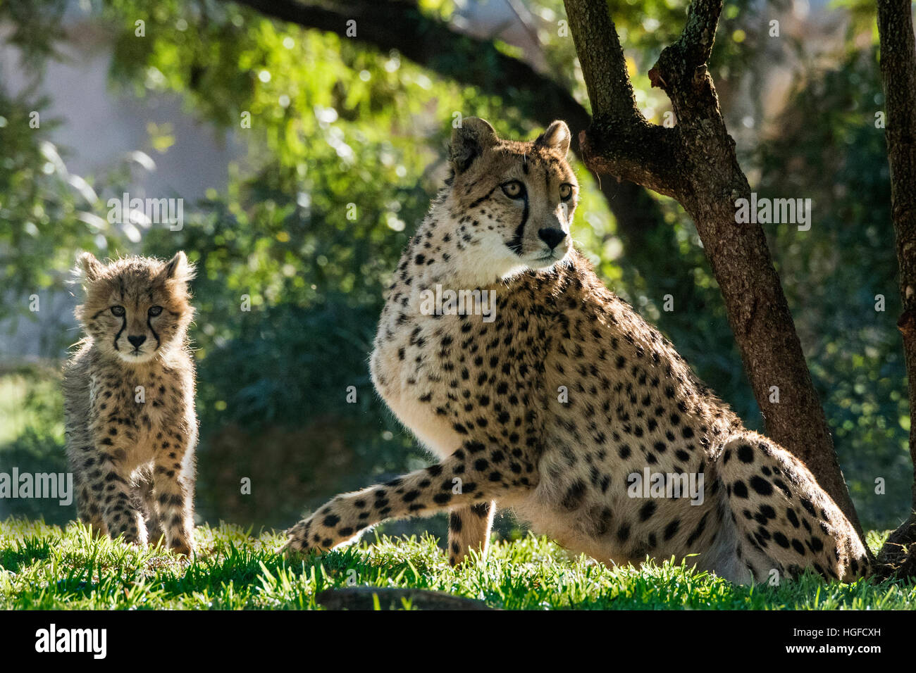 Cheetah Cub Mother High Resolution Stock Photography and Images - Alamy