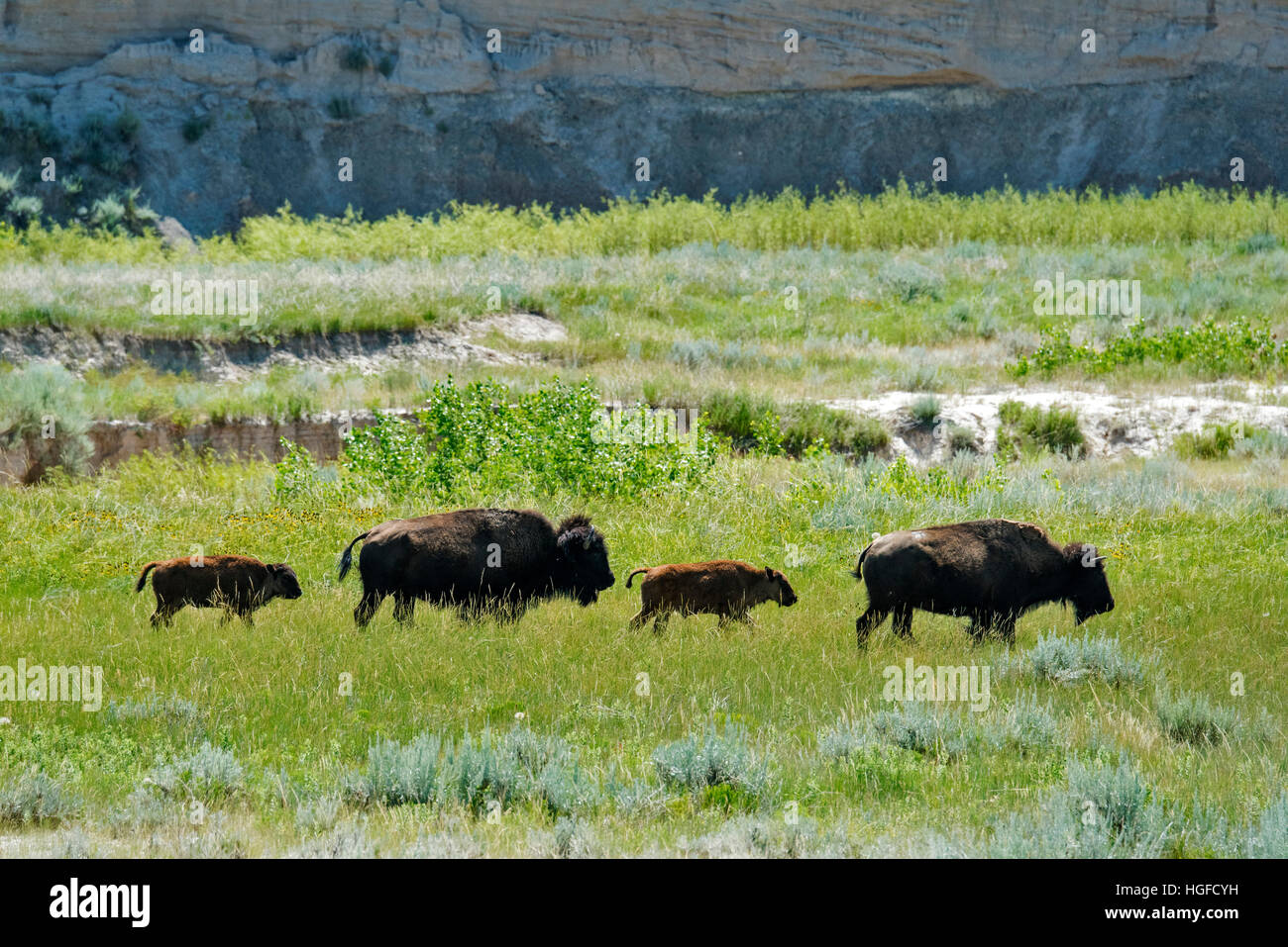 American Bison, buffalo, Badlands National park, South Dakota Stock ...