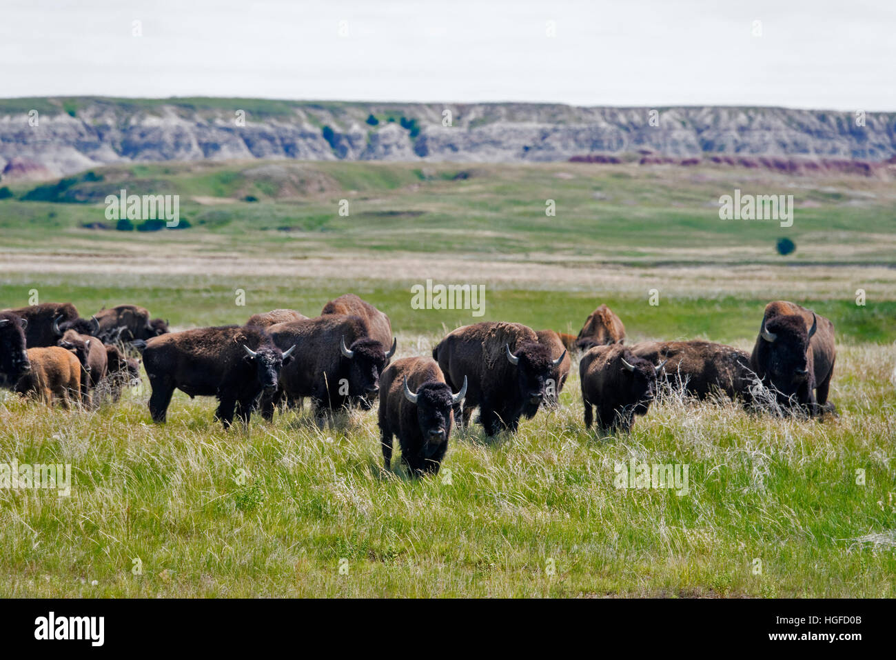 American Bison, buffalo, Badlands National park, South Dakota Stock ...