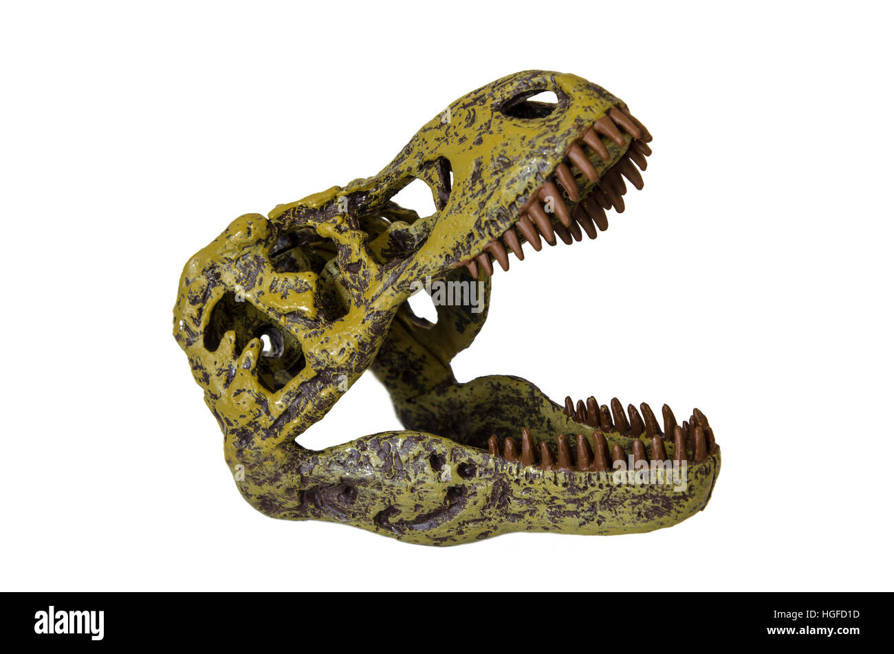 Skull of a tyrannosaurus rex on white background Stock Photo - Alamy