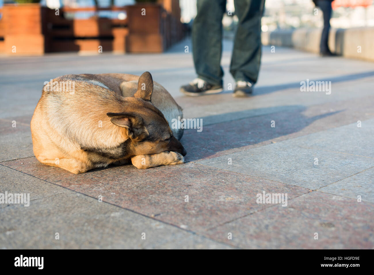 Homeless dog in street Stock Photo - Alamy