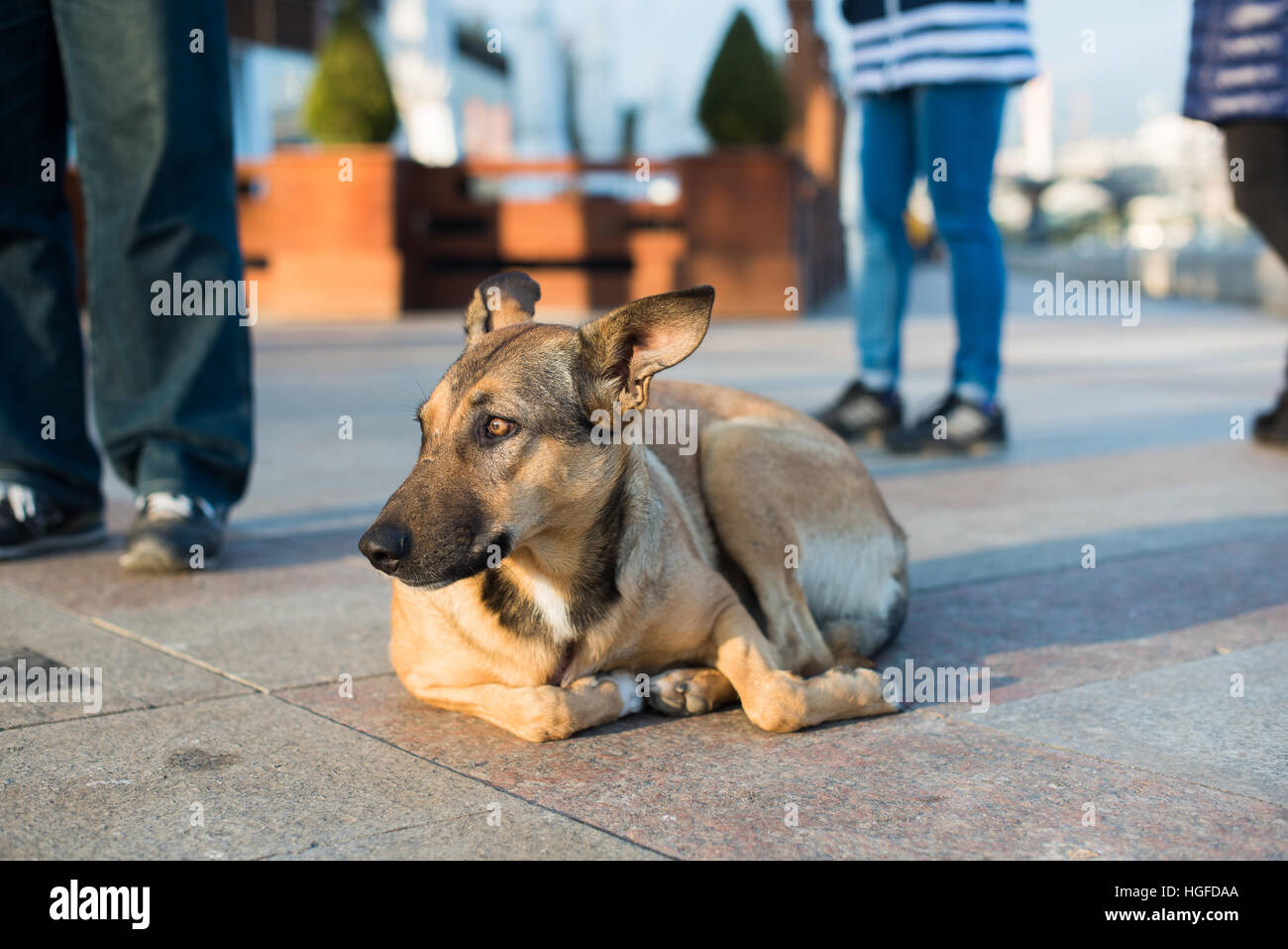 Homeless dog in street Stock Photo - Alamy